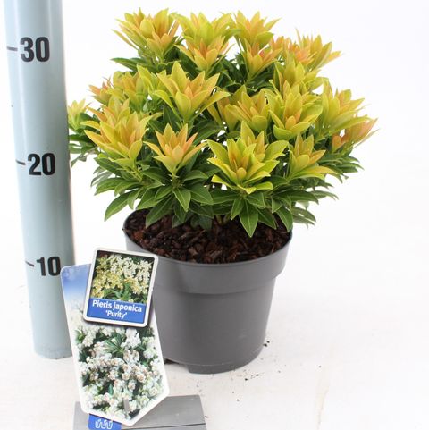 Pieris japonica 'Purity' — Plant Wholesale FlorAccess