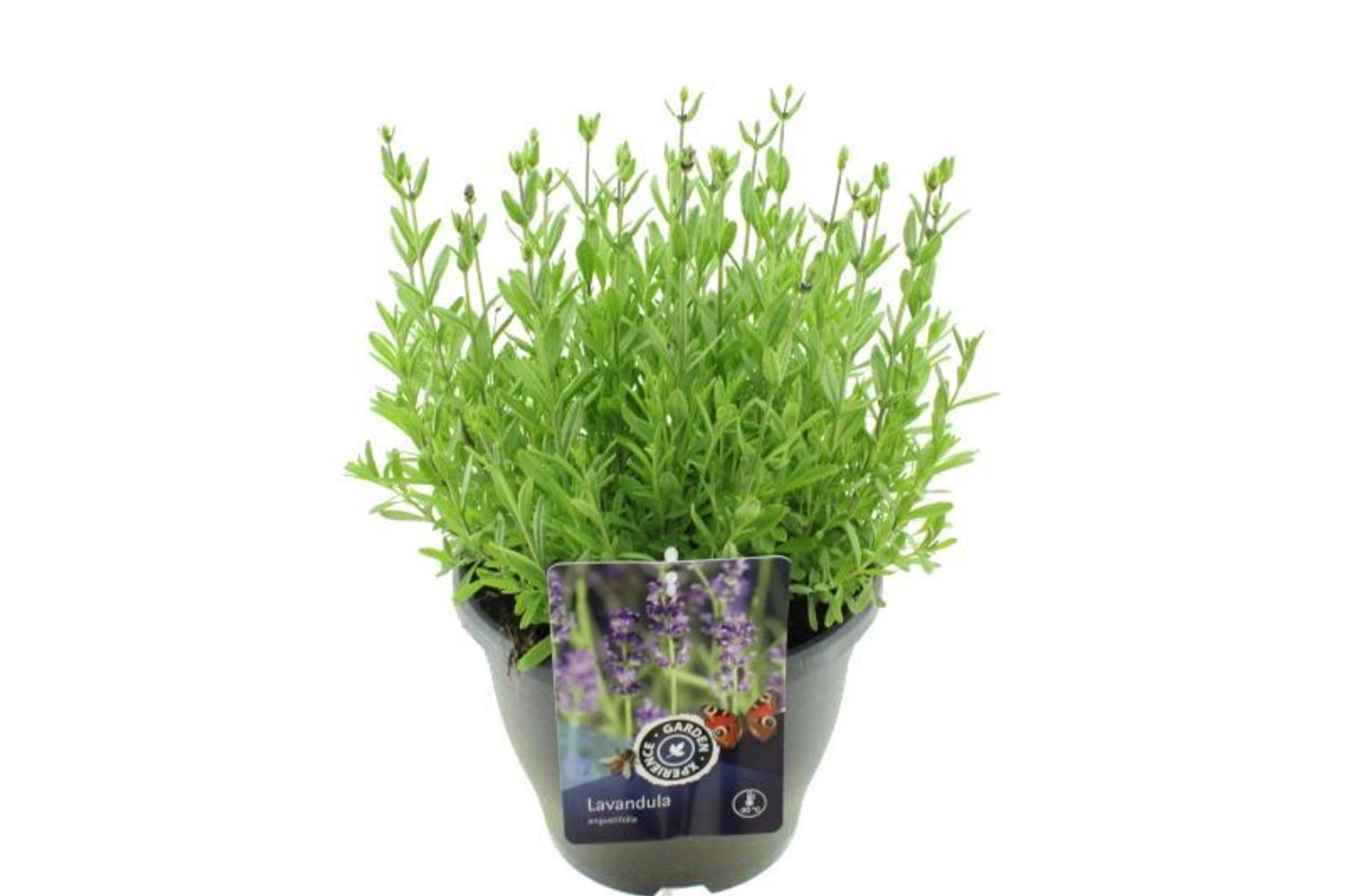 Lavandula angustifolia BLUE SCENT — Plant Wholesale FlorAccess