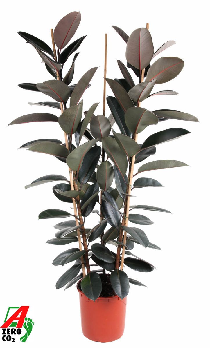 Ficus elastica 'Abidjan' — Plant Wholesale FlorAccess