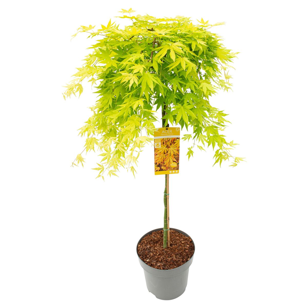 Acer palmatum CASCADE GOLD — Plant Wholesale FlorAccess