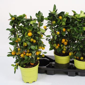 Citrus x microcarpa — Plant Wholesale FlorAccess