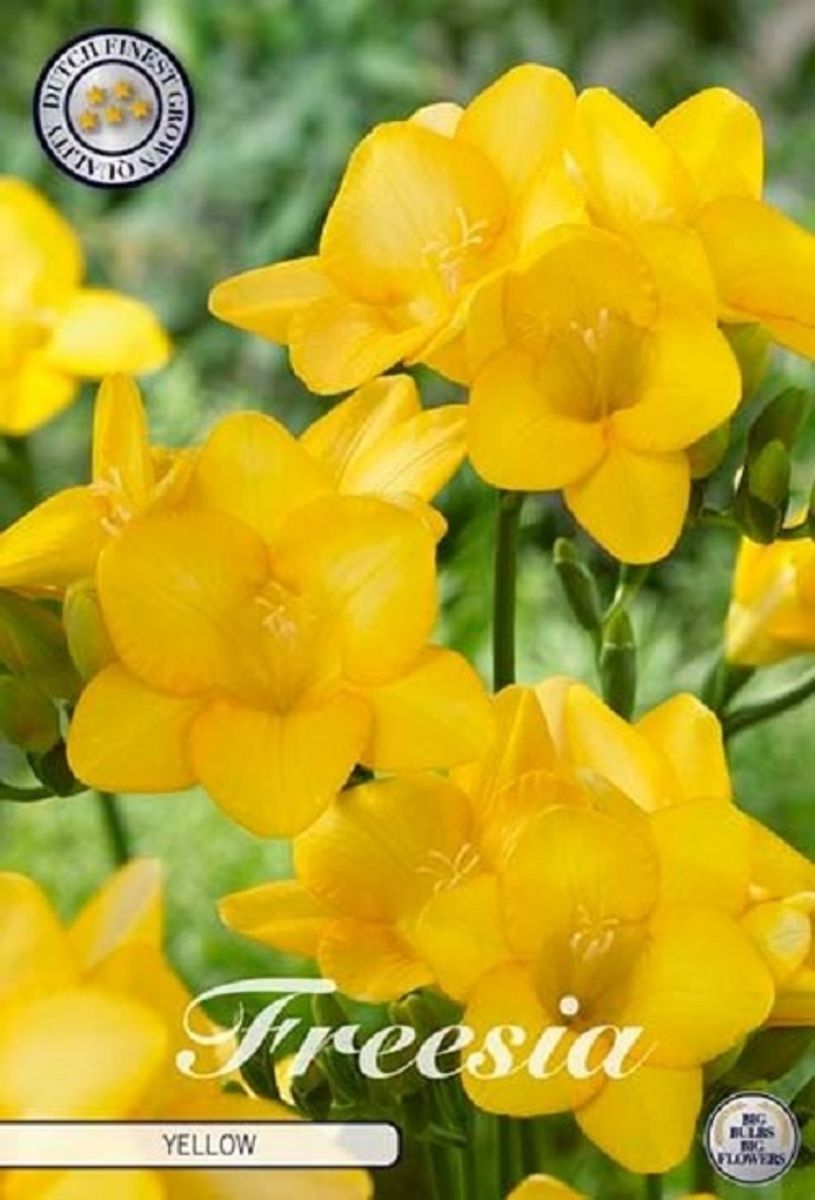Freesia SINGLE YELLOW — Plant Wholesale FlorAccess