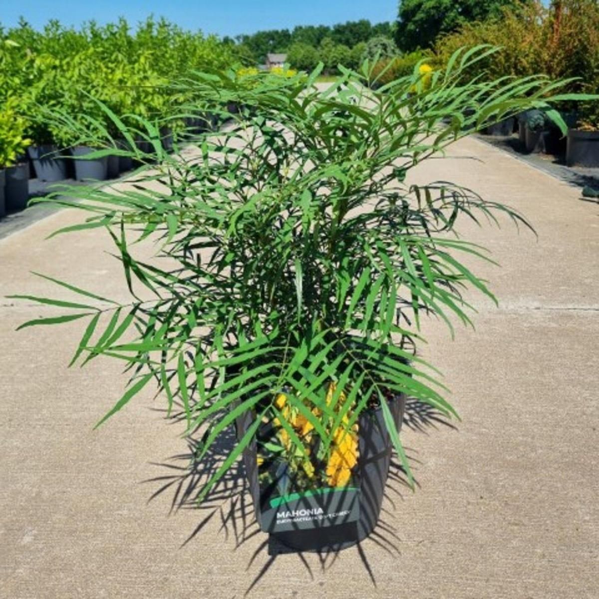 Mahonia eurybracteata 'Soft Caress' — Plant Wholesale FlorAccess