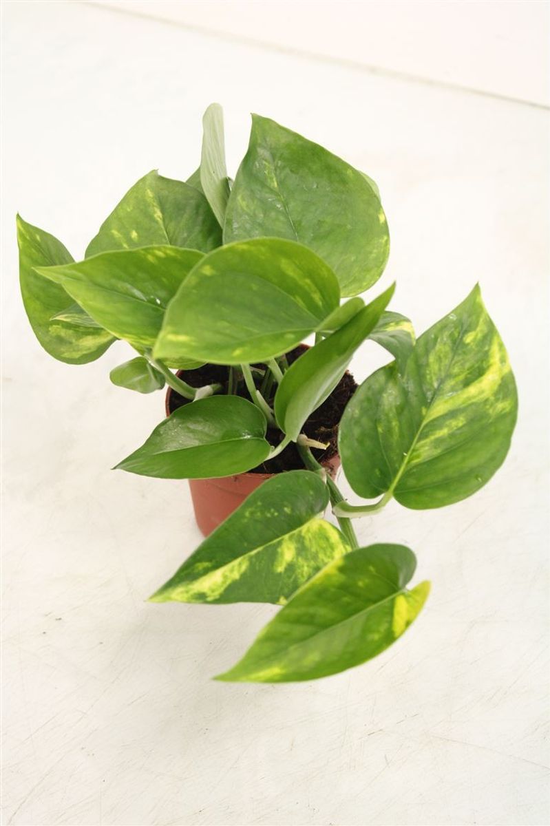Epipremnum pinnatum 'Aureum' — Plant Wholesale FlorAccess