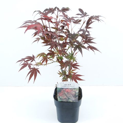 Acer palmatum 'Atropurpureum' — Plant Wholesale FlorAccess