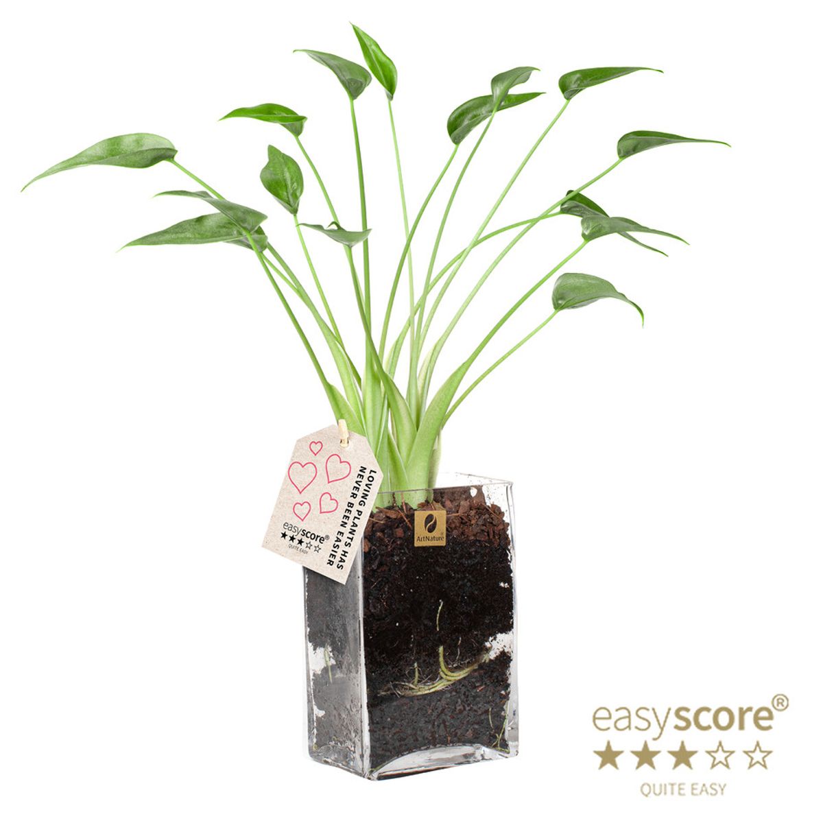 Alocasia 'Tiny Dancer' — Plant Wholesale FlorAccess