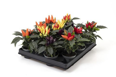 Capsicum annuum MIX — Plant Wholesale FlorAccess