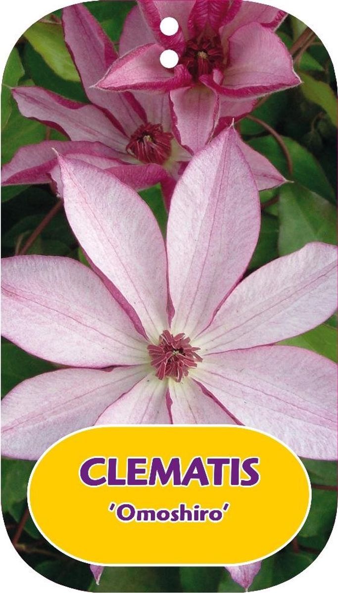Clematis 'Omoshiro' (EL) — Plant Wholesale FlorAccess