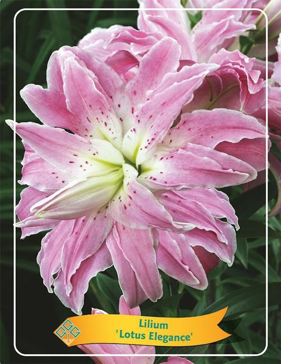 Lilium 'Lotus Elegance' — Plant Wholesale FlorAccess