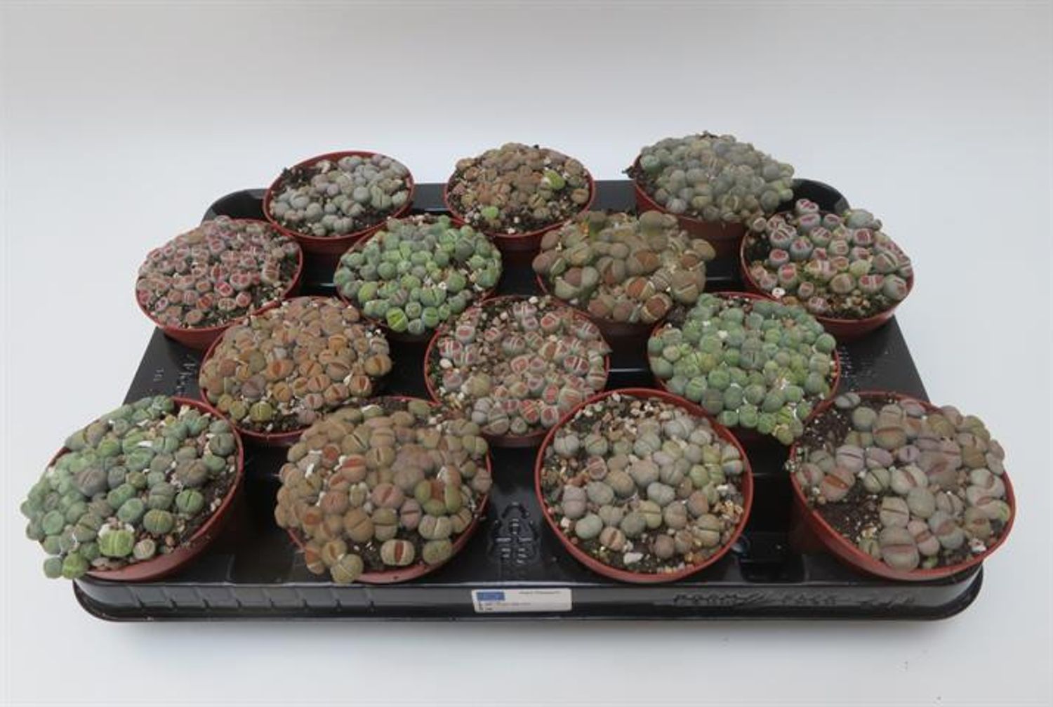 Lithops MIX — Plant Wholesale FlorAccess