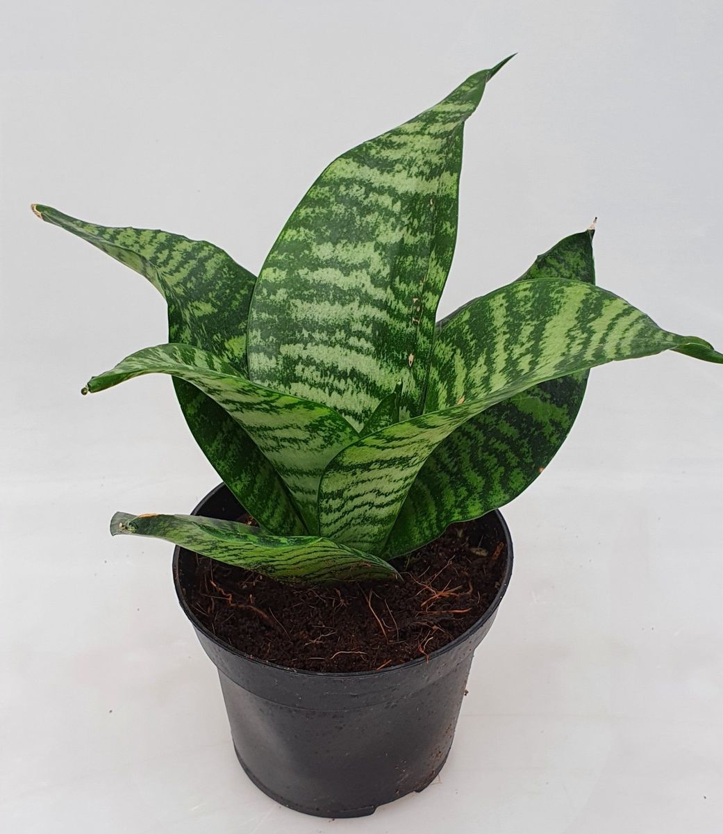Sansevieria 'Forest Star' — Plantegrossist FlorAccess