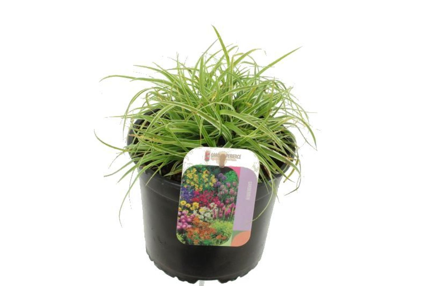 Carex oshimensis 'Evergold' — Plant Wholesale FlorAccess