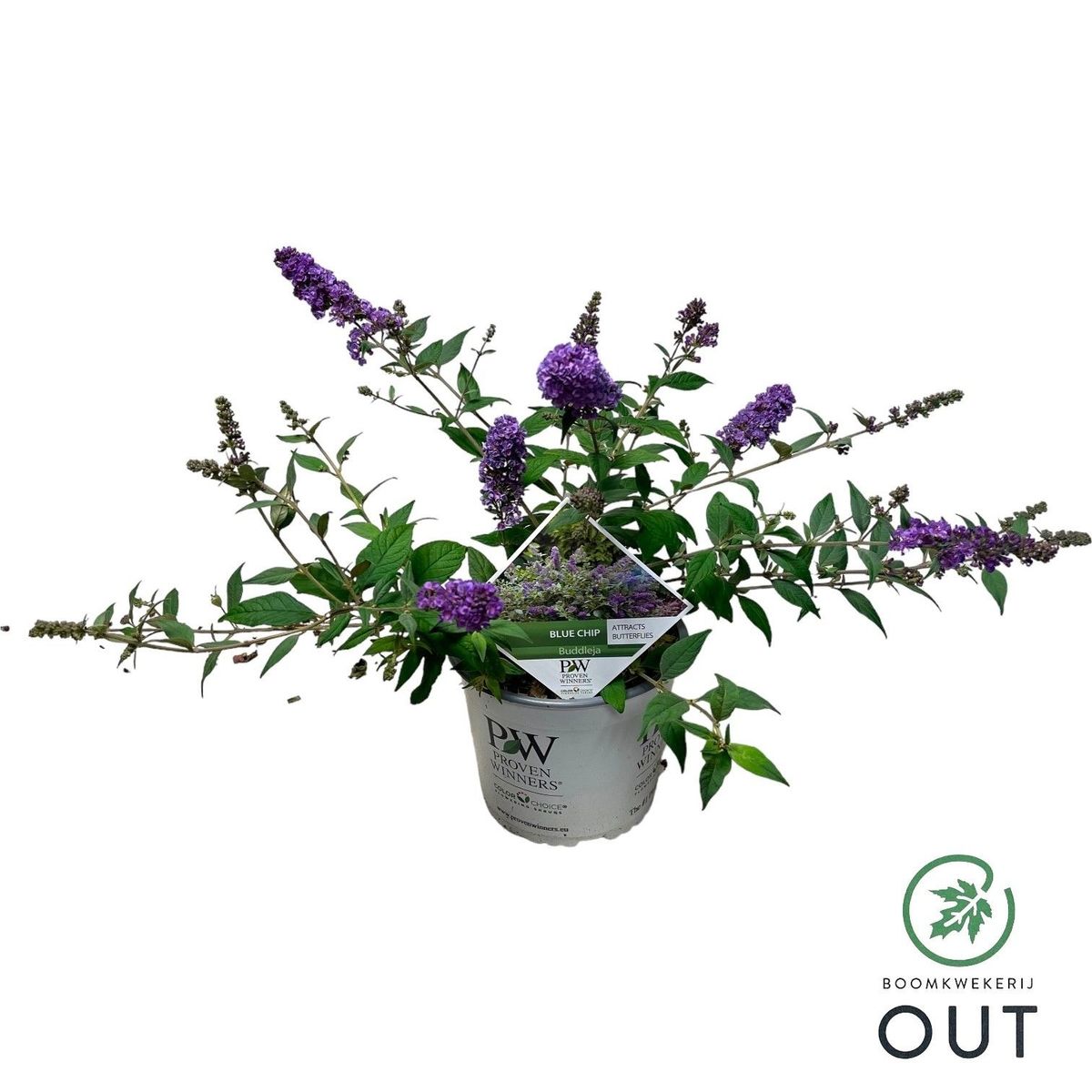 Buddleja 'Blue Chip' — Plant Wholesale FlorAccess