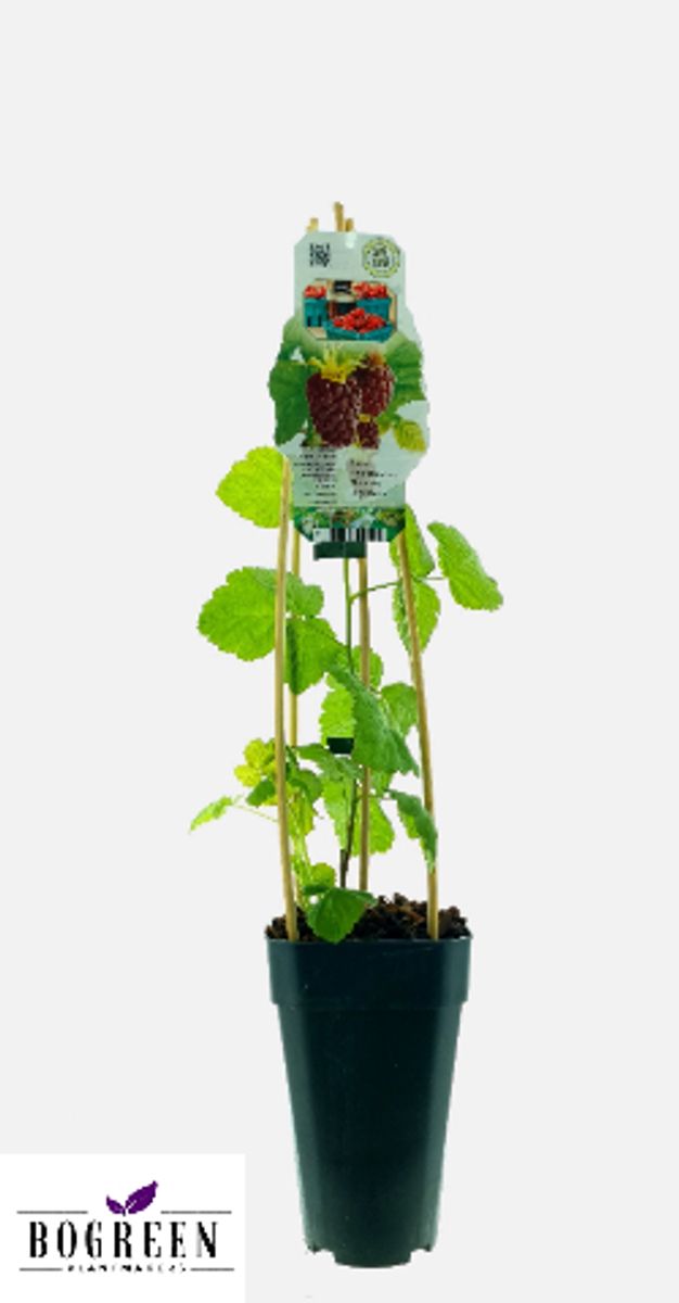 Rubus x loganobaccus THORNLESS LOGANBERRY — Plant Wholesale FlorAccess