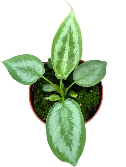 Schismatoglottis calyptrata — Plant Wholesale FlorAccess
