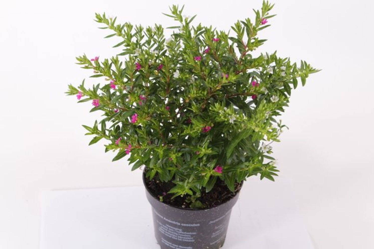 Cuphea hyssopifolia — Plant Wholesale FlorAccess