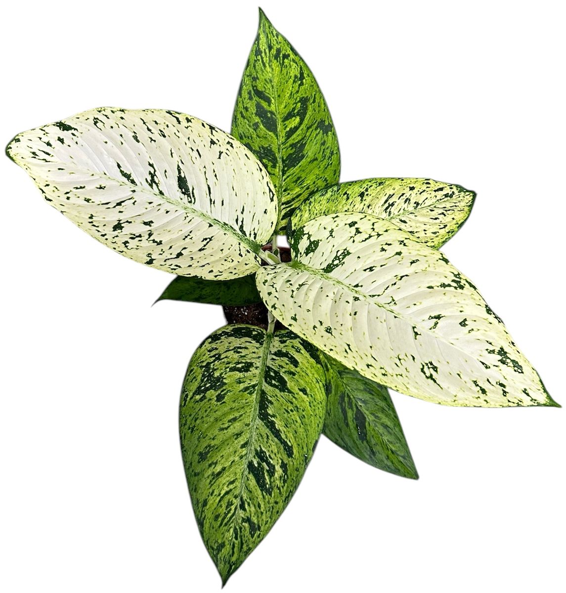 Dieffenbachia 'Snowflake' — Plant Wholesale FlorAccess