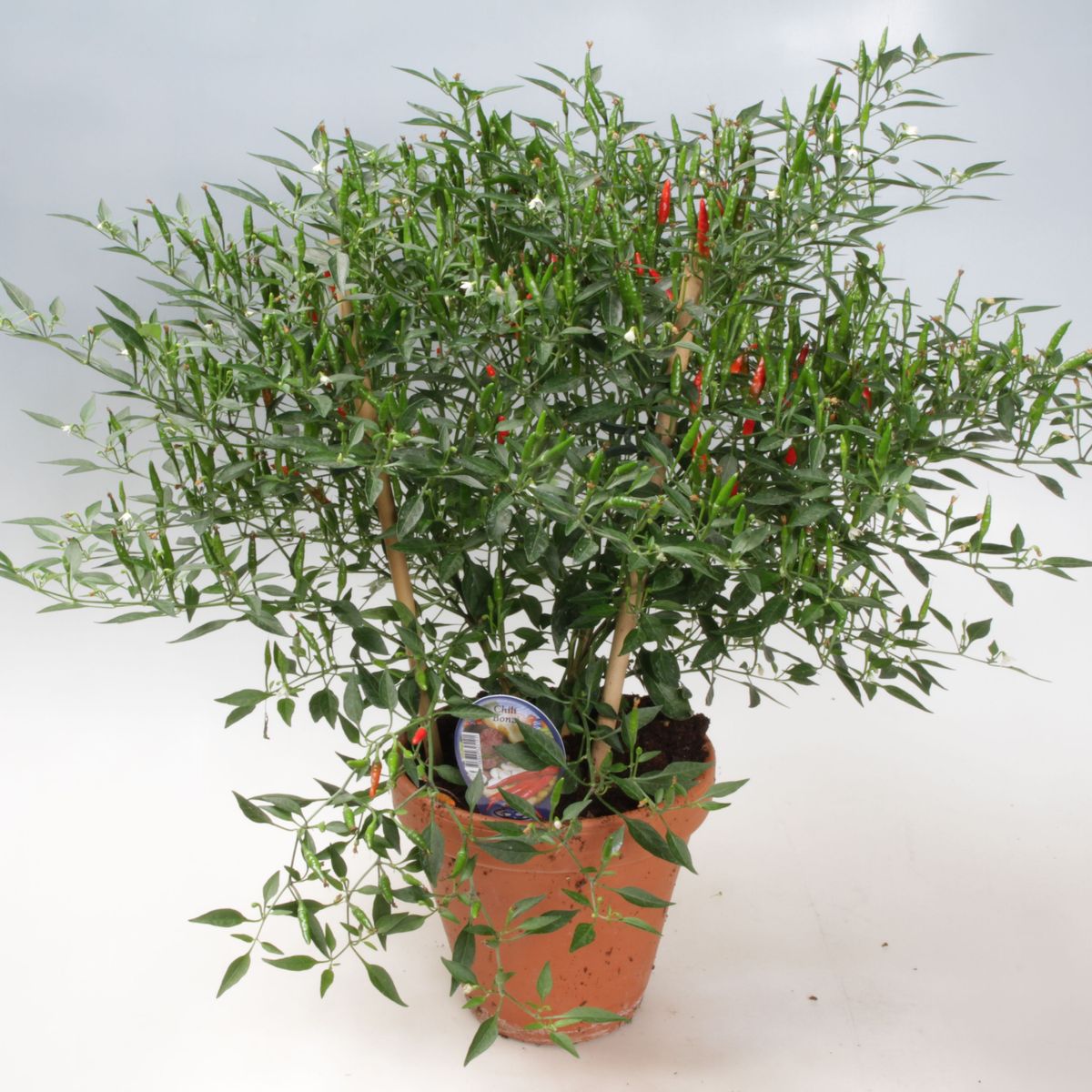 Capsicum annuum 'Bonzi' — Plant Wholesale FlorAccess