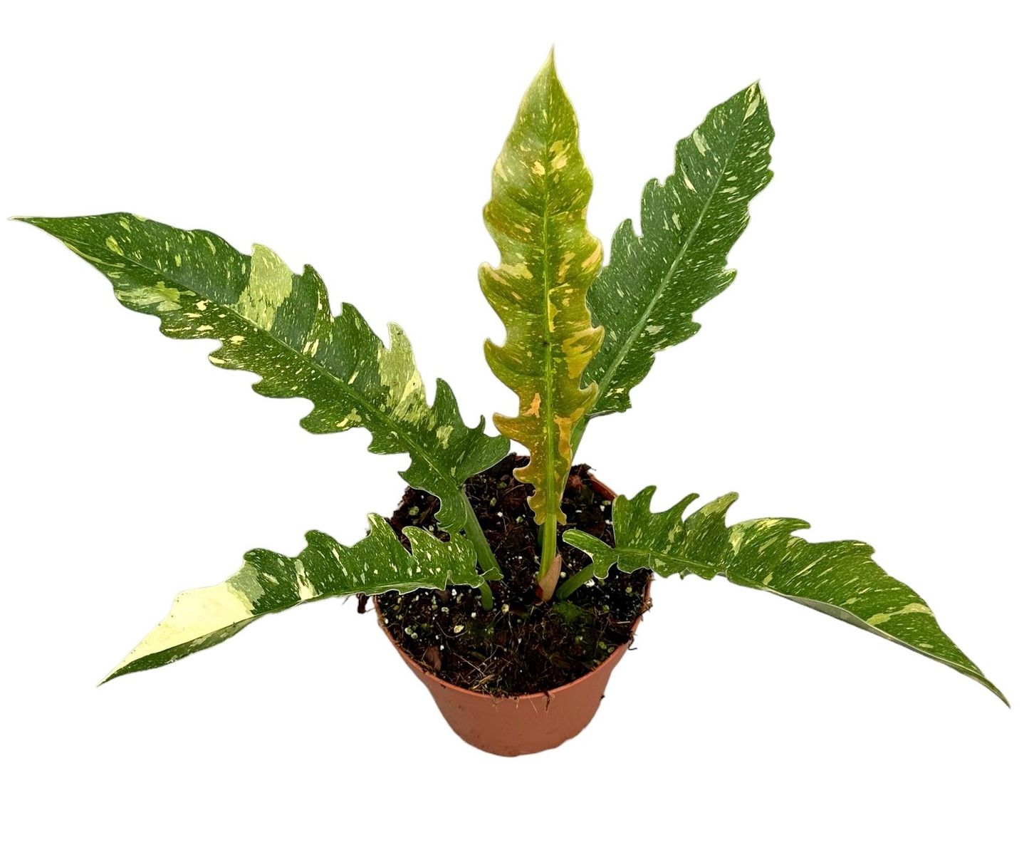 Philodendron 'Ring of Fire' — Plant Wholesale FlorAccess