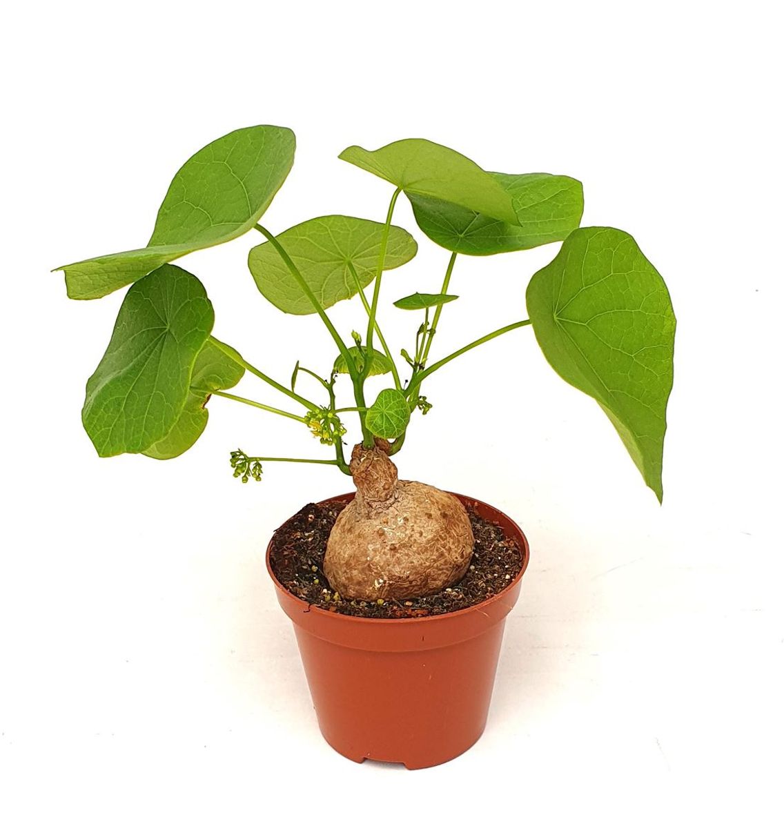 Stephania suberosa — Plant Wholesale FlorAccess