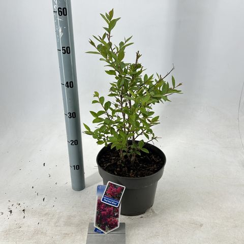 Lagerstroemia indica RED RED WINE — Plant Wholesale FlorAccess