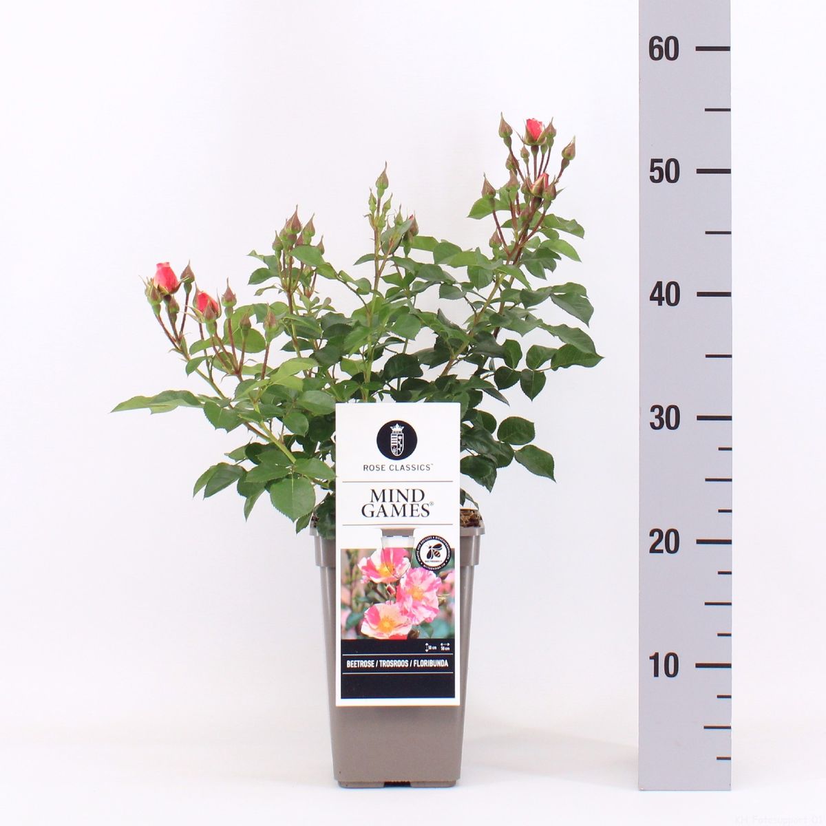 Rosa MIND GAMES — Plant Wholesale FlorAccess