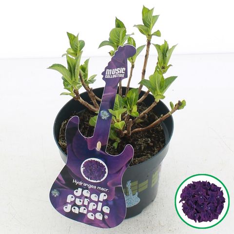 Hydrangea macrophylla MUSIC COLLECTION DEEP PURPLE DANCE — Plant ...