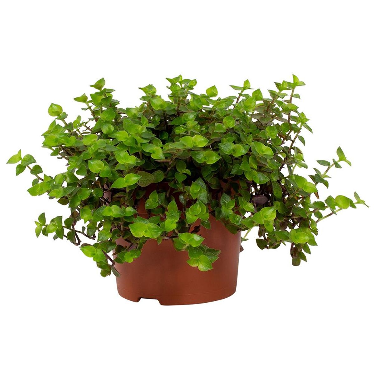 Callisia 'Turtle' — Plant Wholesale FlorAccess