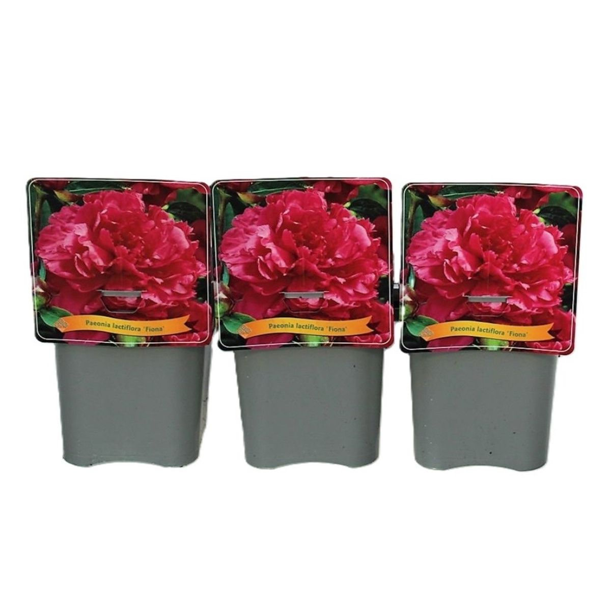 Paeonia 'Fiona' — Plant Wholesale FlorAccess