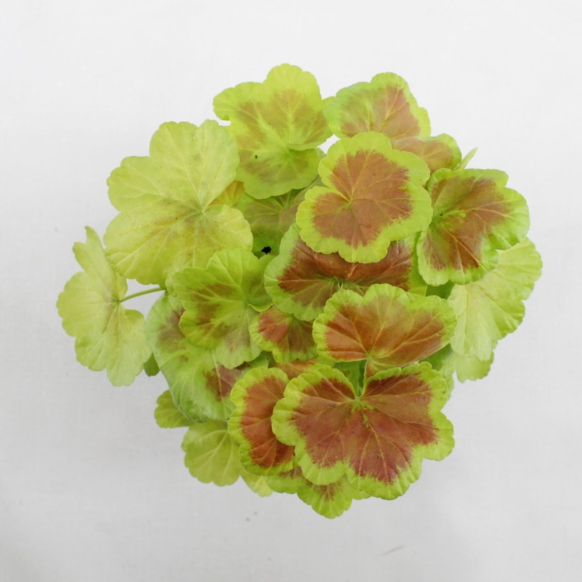 Pelargonium 'Occold Shield' — Plant Wholesale FlorAccess