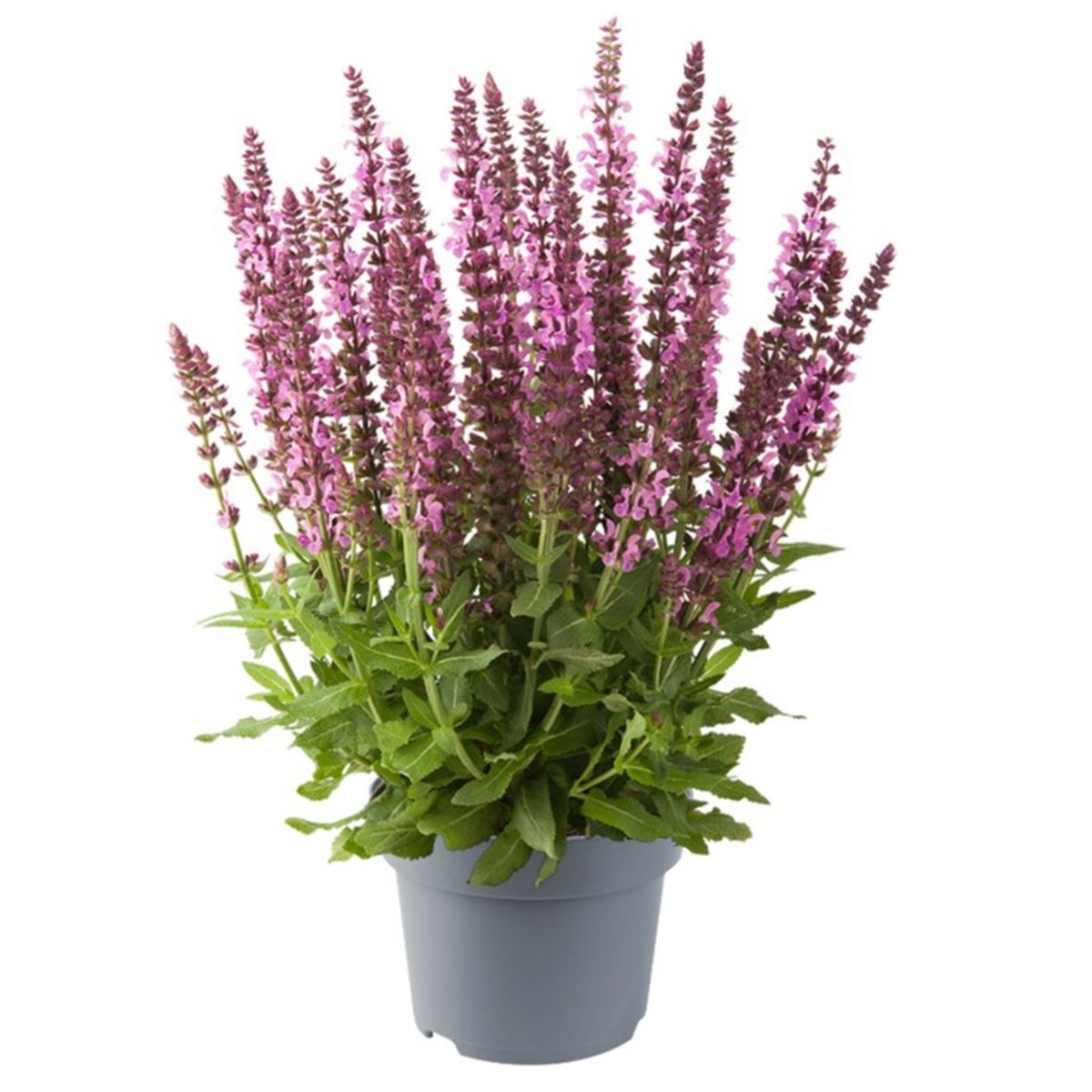 Salvia nemorosa SENSATION DEEP ROSE — Plant Wholesale FlorAccess