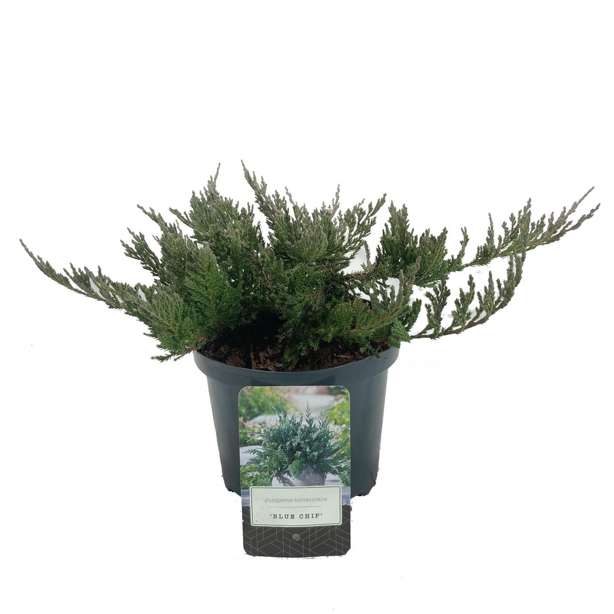 Juniperus horizontalis 'Blue Chip' — Plant Wholesale FlorAccess