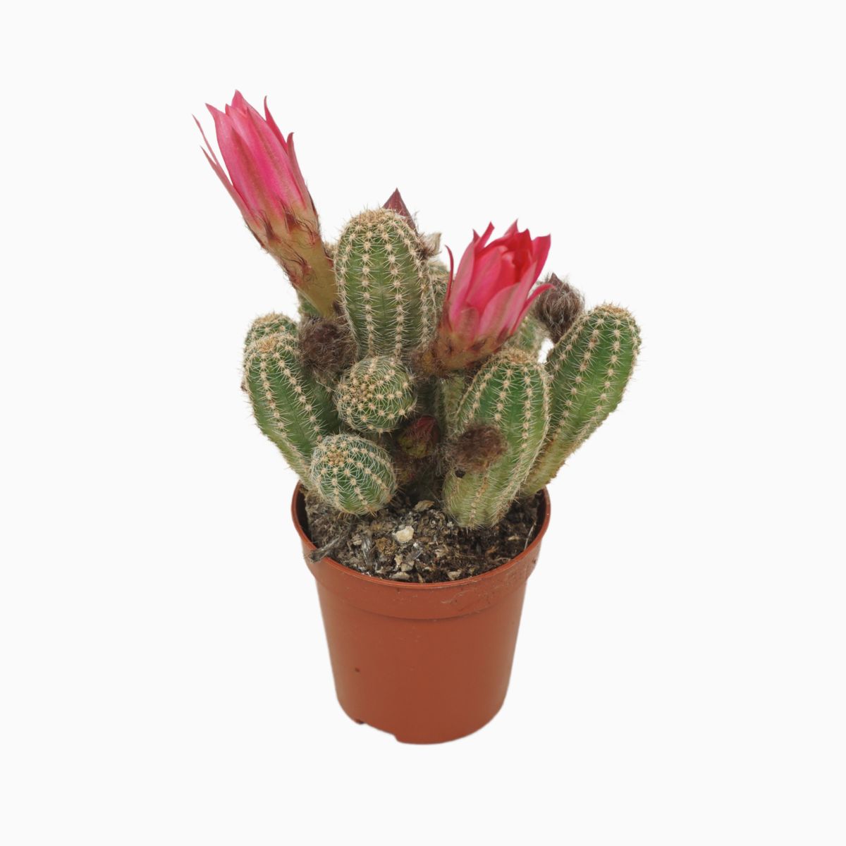 Chamaecereus 'Ubink Cerise' — Plant Wholesale FlorAccess