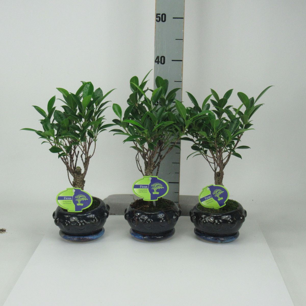 Ficus retusa — Plant Wholesale FlorAccess