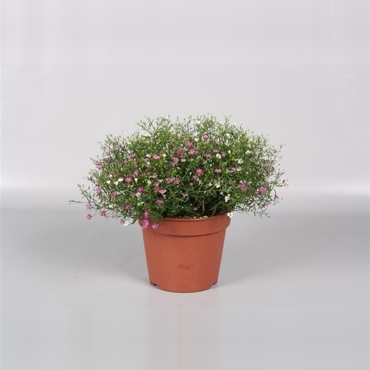 Gypsophila muralis MIX IN POT — Plant Wholesale FlorAccess