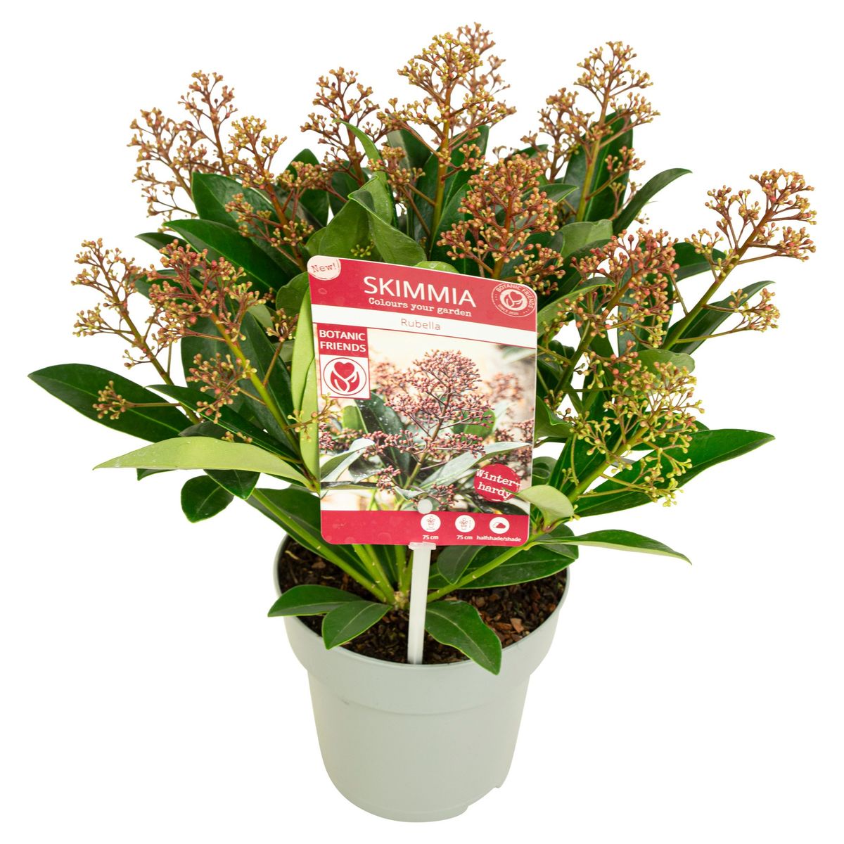 Skimmia japonica 'Rubella' — Plant Wholesale FlorAccess