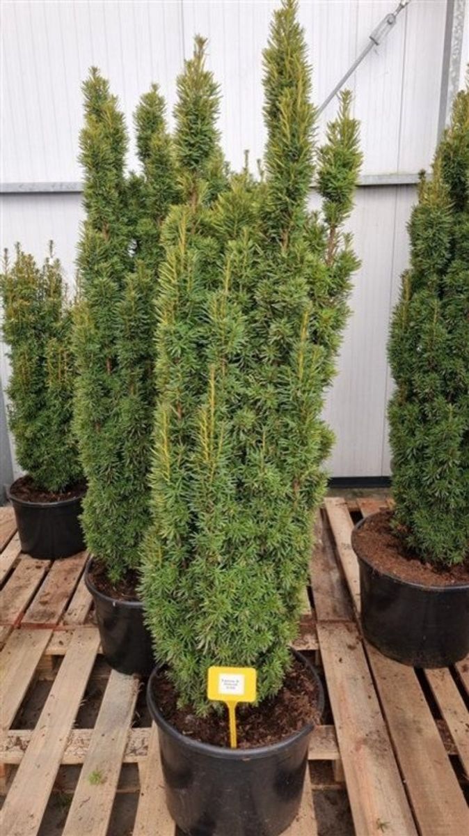 Taxus baccata 'David' — Plant Wholesale FlorAccess