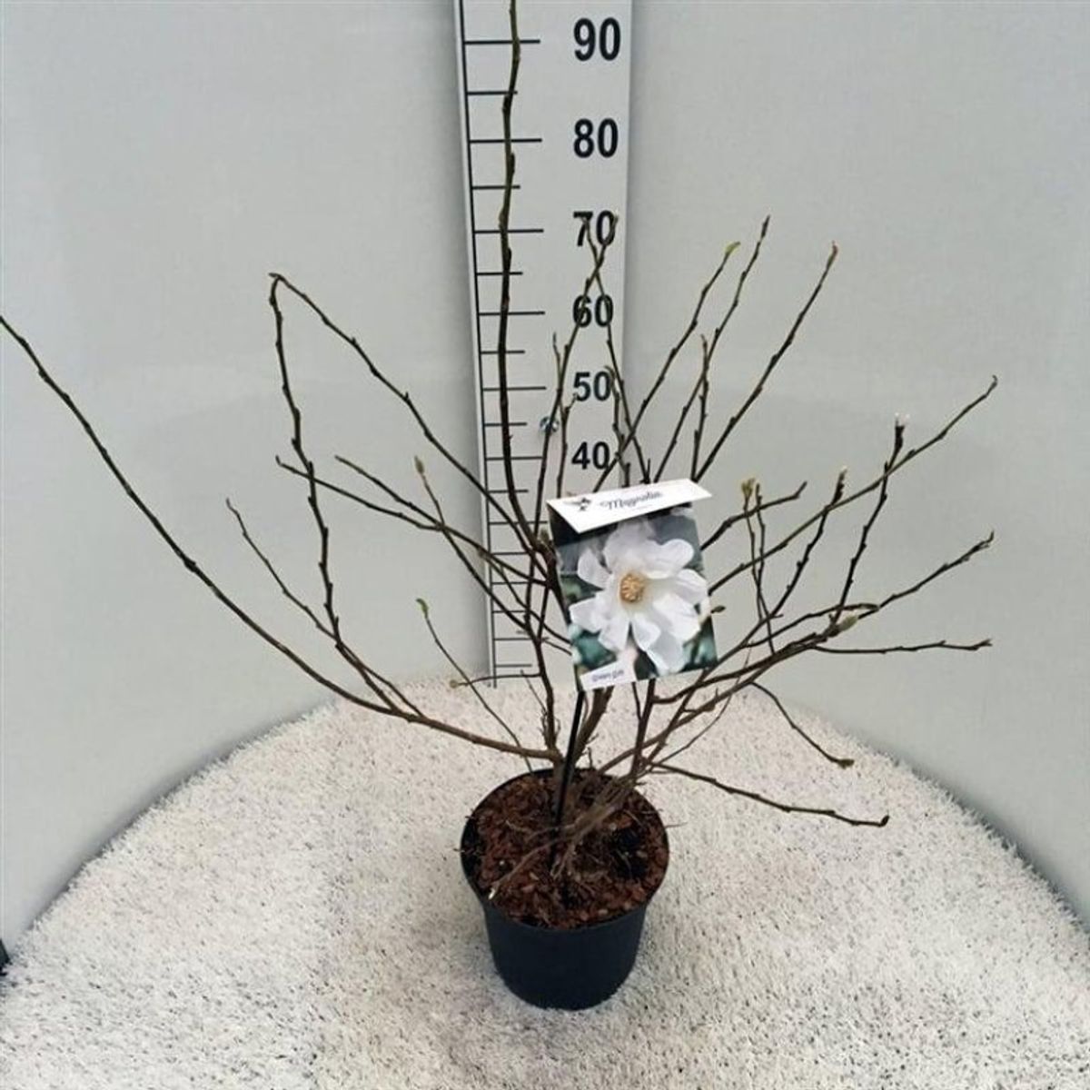 Magnolia stellata — Plant Wholesale FlorAccess
