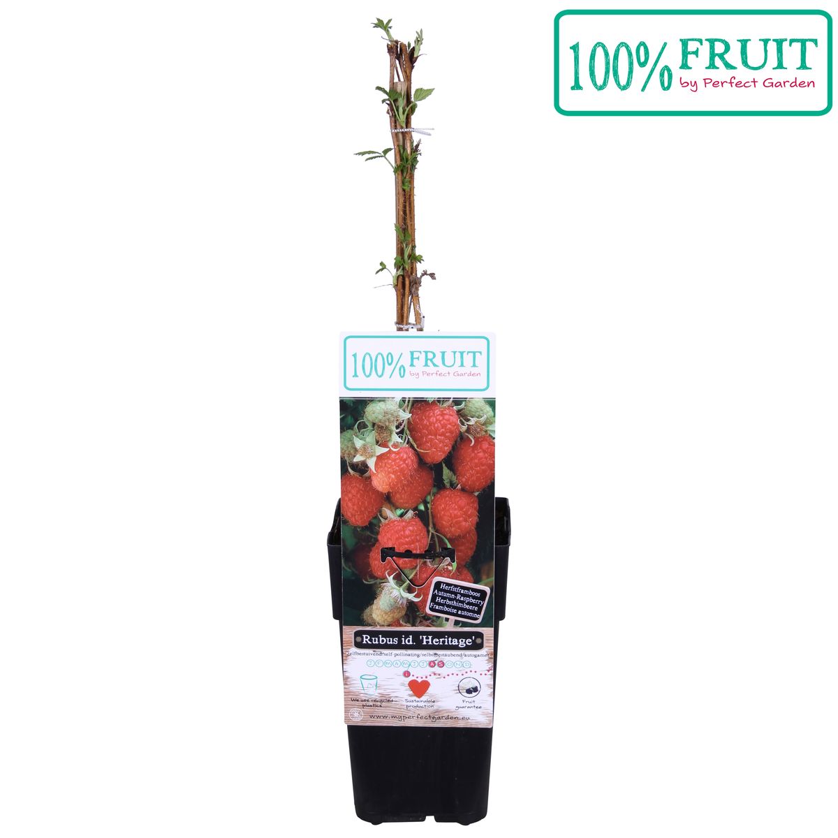 Rubus idaeus 'Heritage' — Plant Wholesale FlorAccess