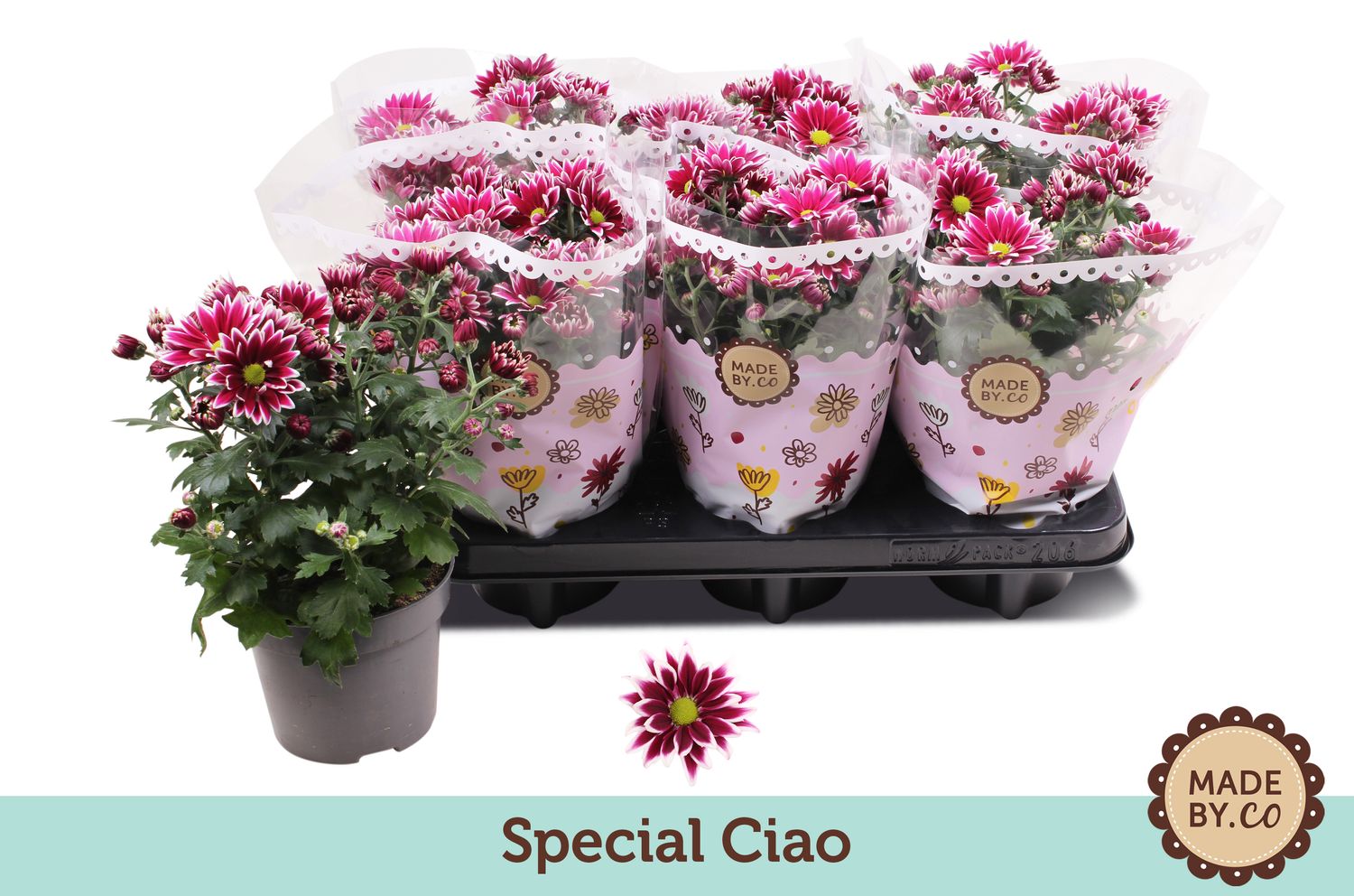 Chrysanthemum CIAO — Plant Wholesale FlorAccess