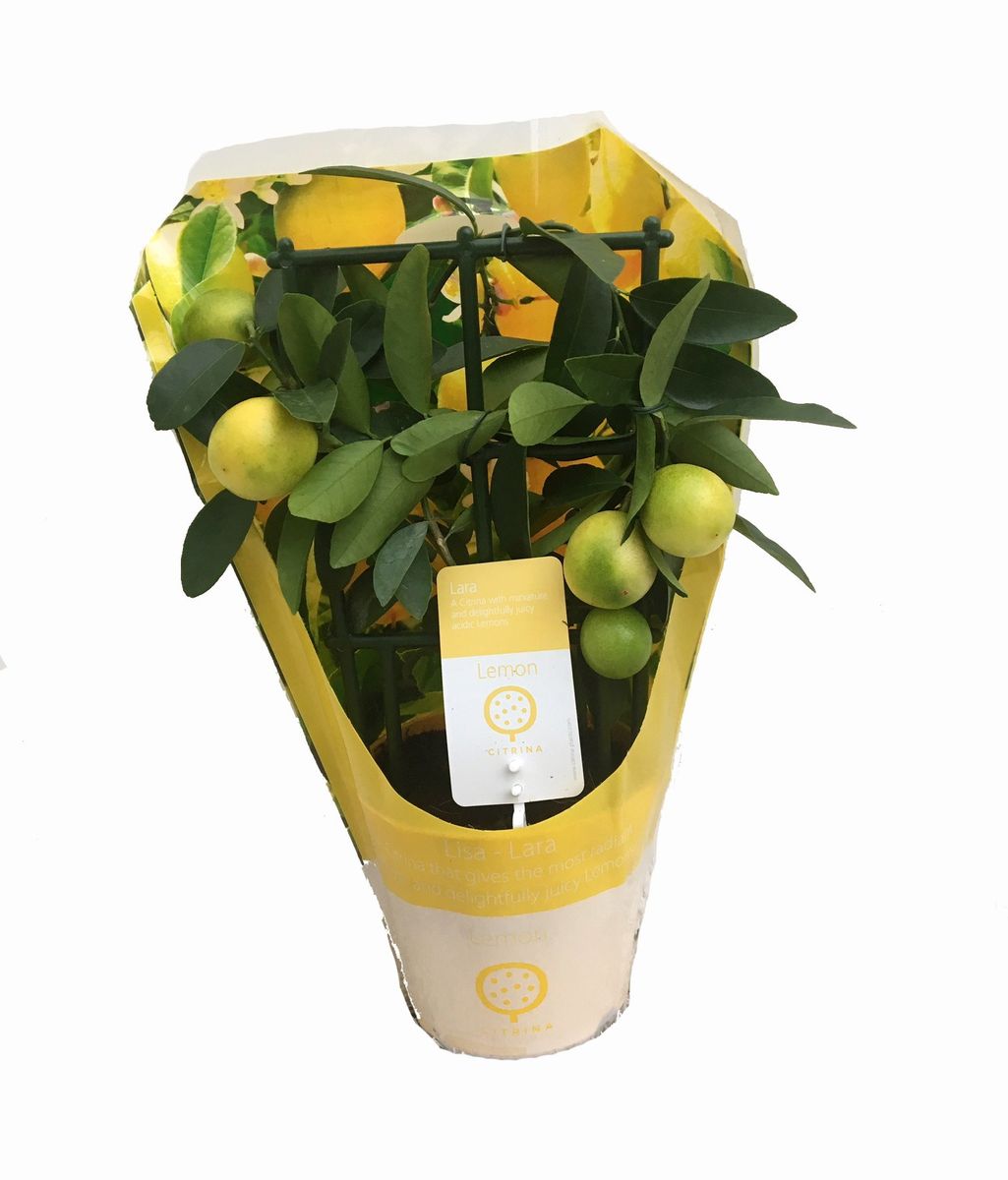 Citrus x floridana 'Lara' — Plant Wholesale FlorAccess