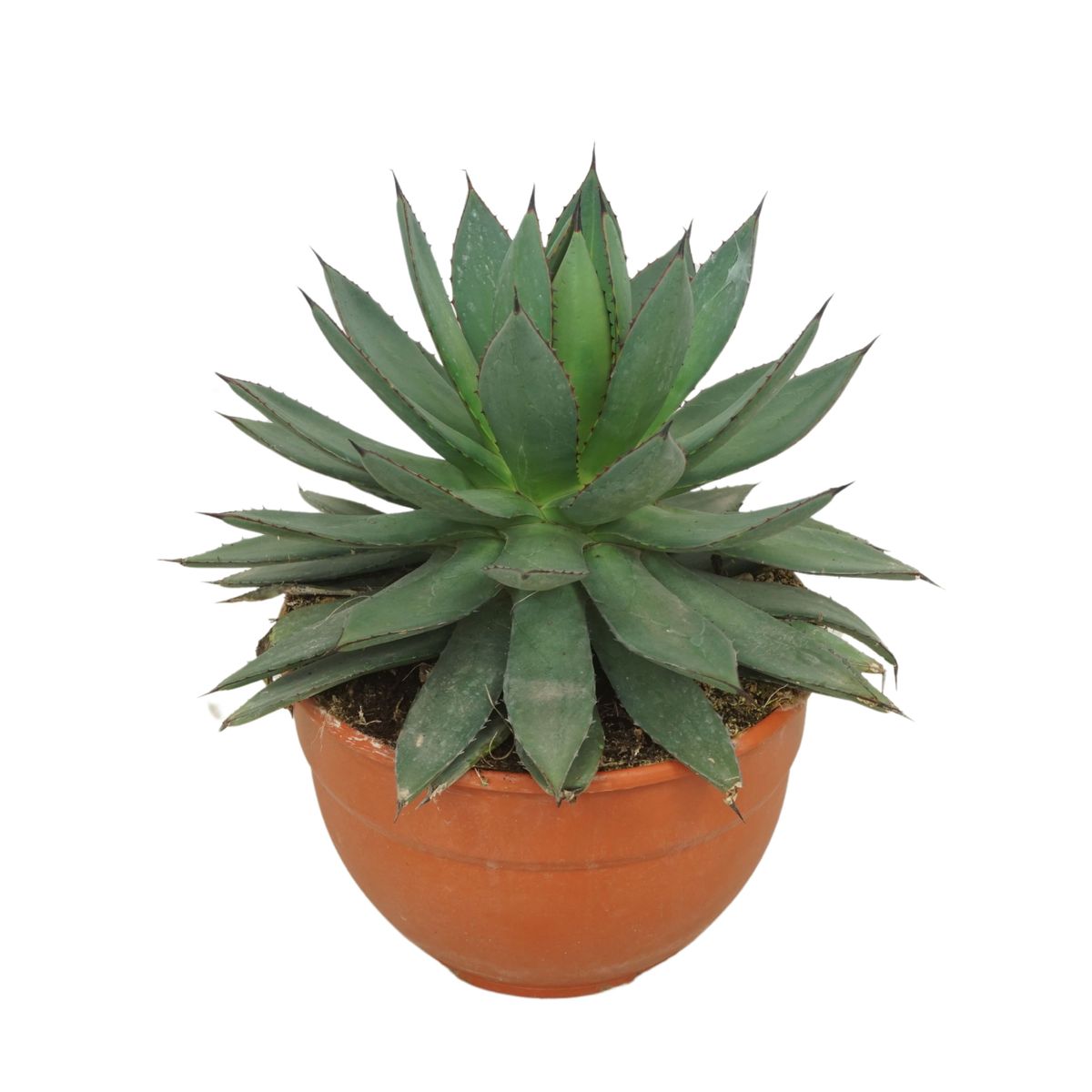 Agave 'Red Edge' — Pflanzengroßhandel FlorAccess