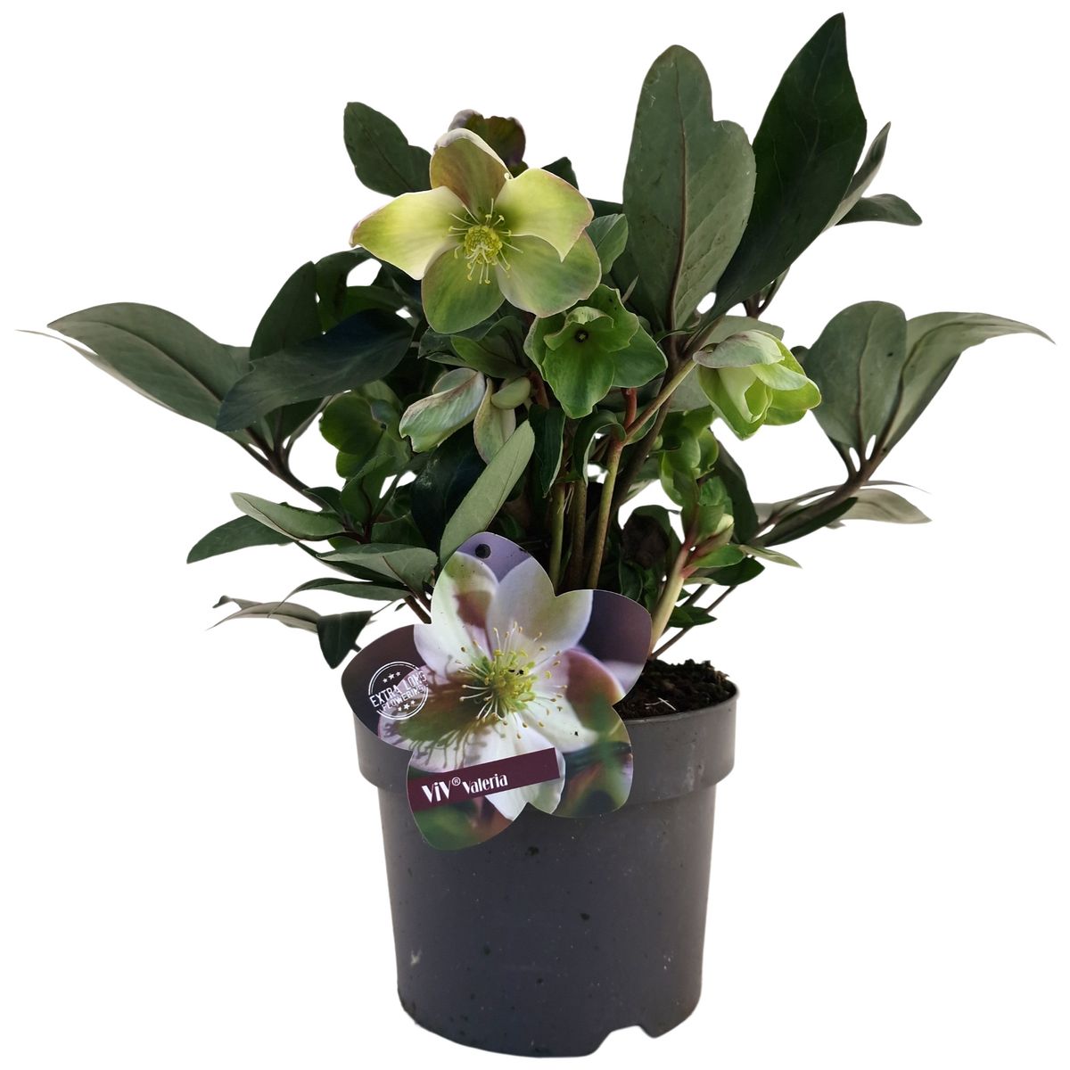 Helleborus x ericsmithii VIV VALERIA — Растения Оптовая FlorAccess