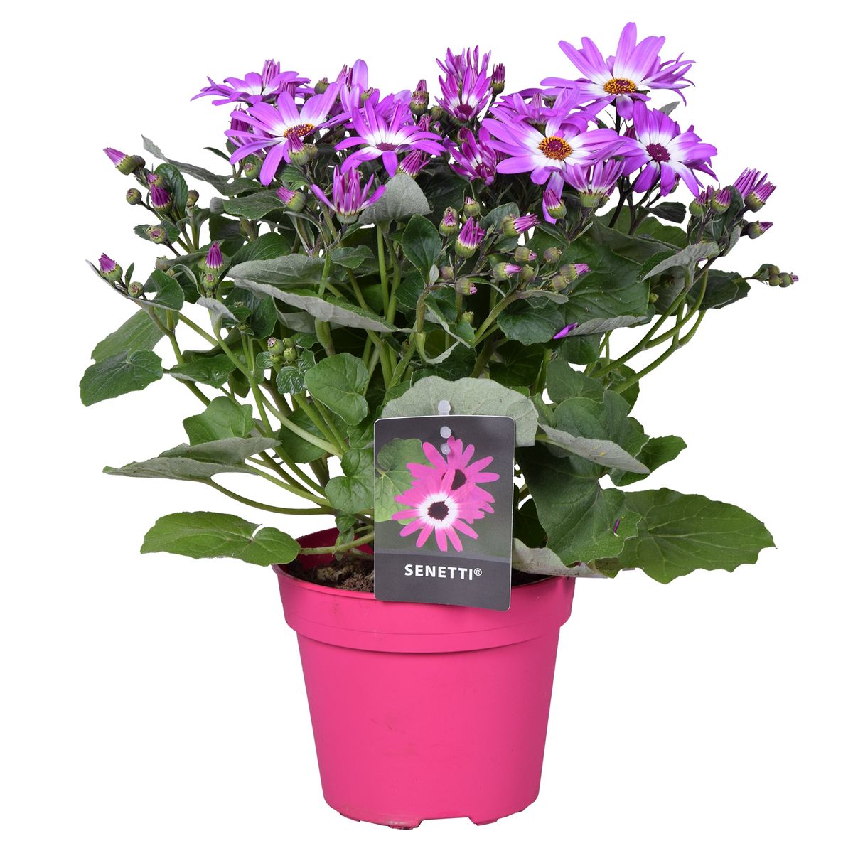 Pericallis SENETTI PINK BICOLOR — Plant Wholesale FlorAccess