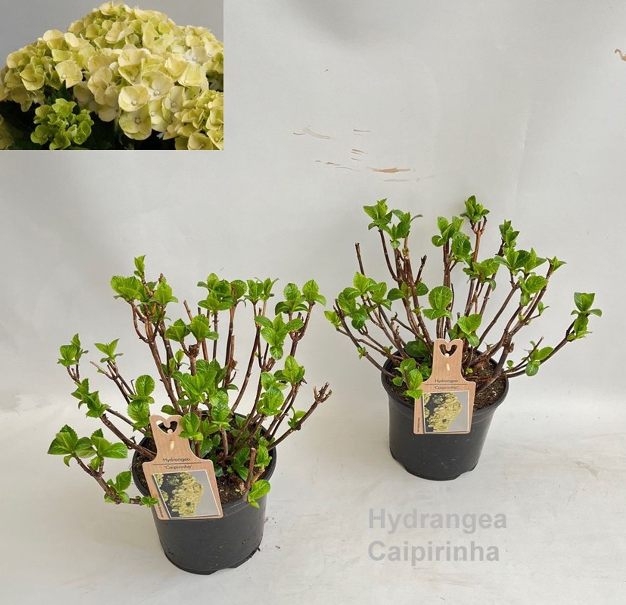 Hydrangea macrophylla CAIPIRINHA — Plant Wholesale FlorAccess