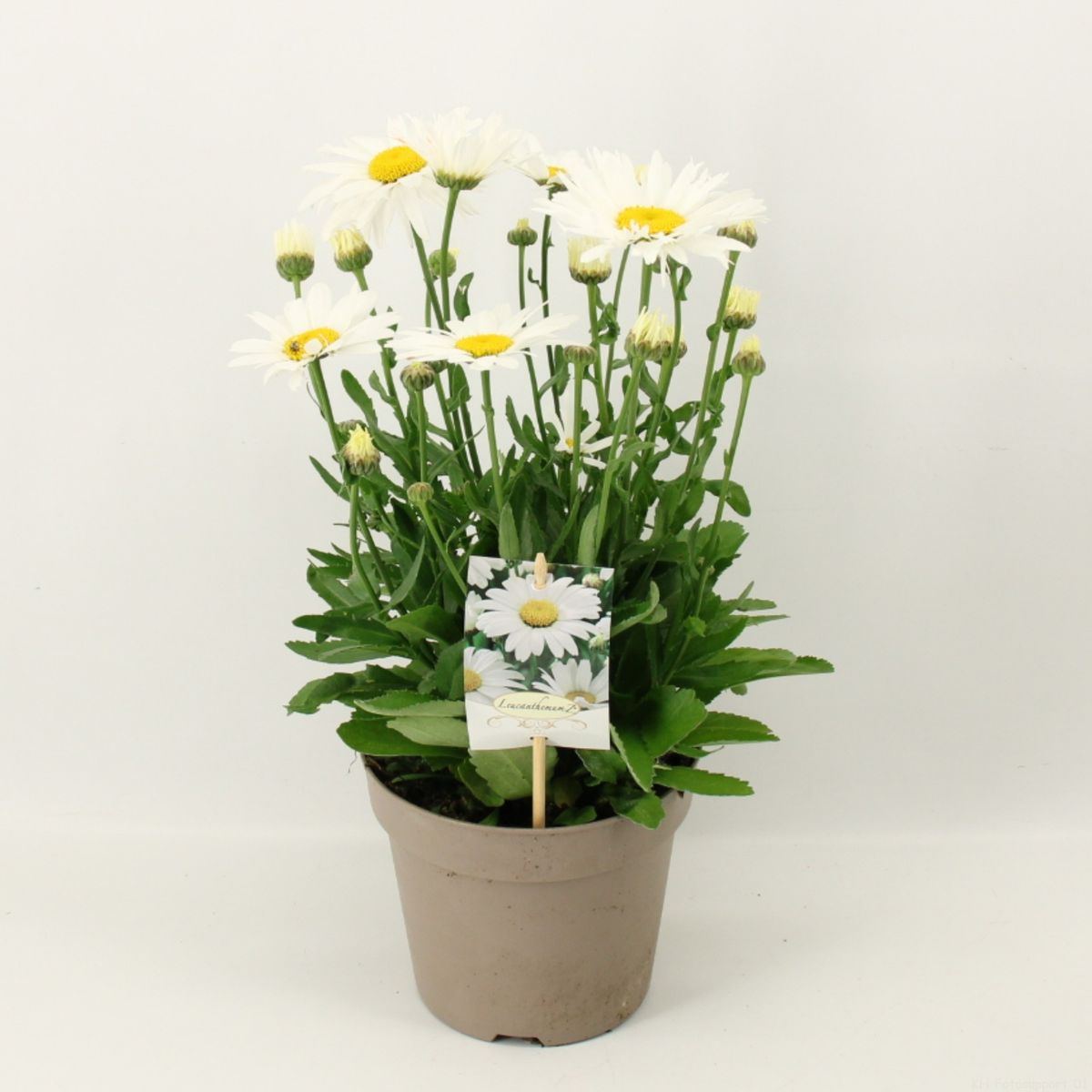 Leucanthemum x superbum 'Snow Lady' — Plant Wholesale FlorAccess