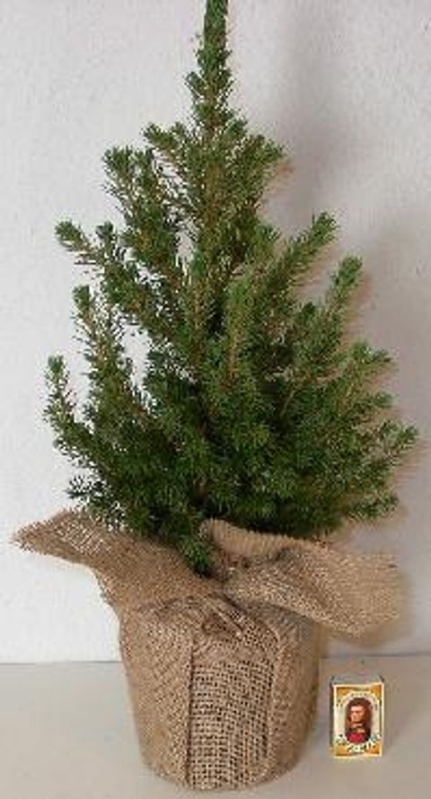 Picea glauca 'Conica' — Mayorista de plantas FlorAccess