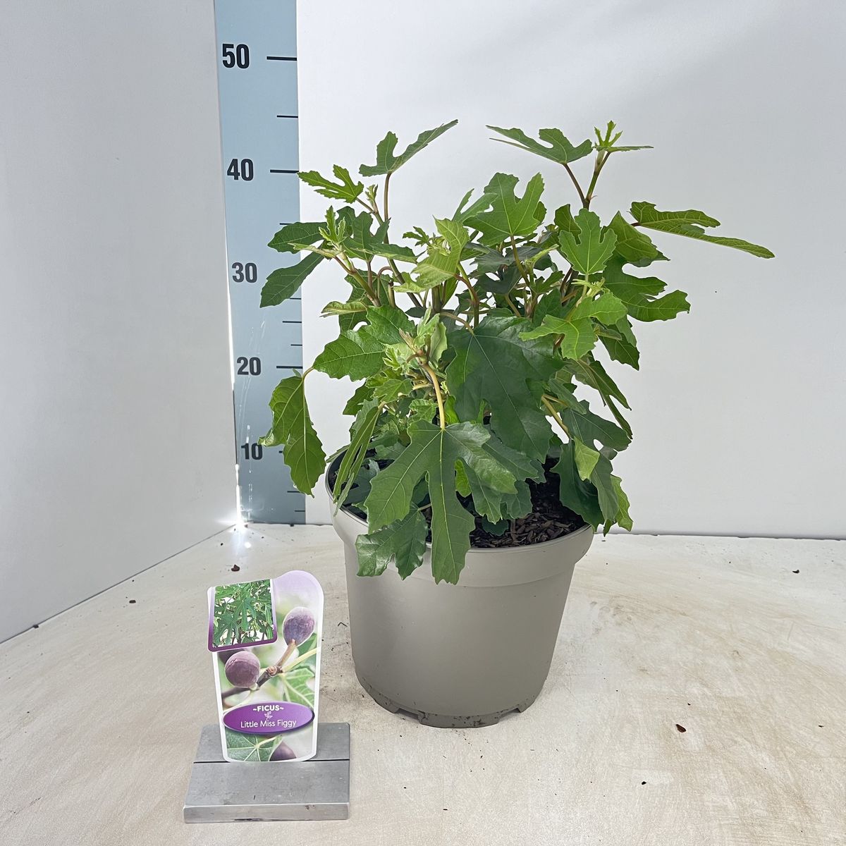 Ficus carica LITTLE MISS FIGGY — Plant Wholesale FlorAccess