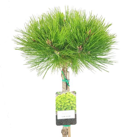 Pinus densiflora 'Low Glow' — Plant Wholesale FlorAccess