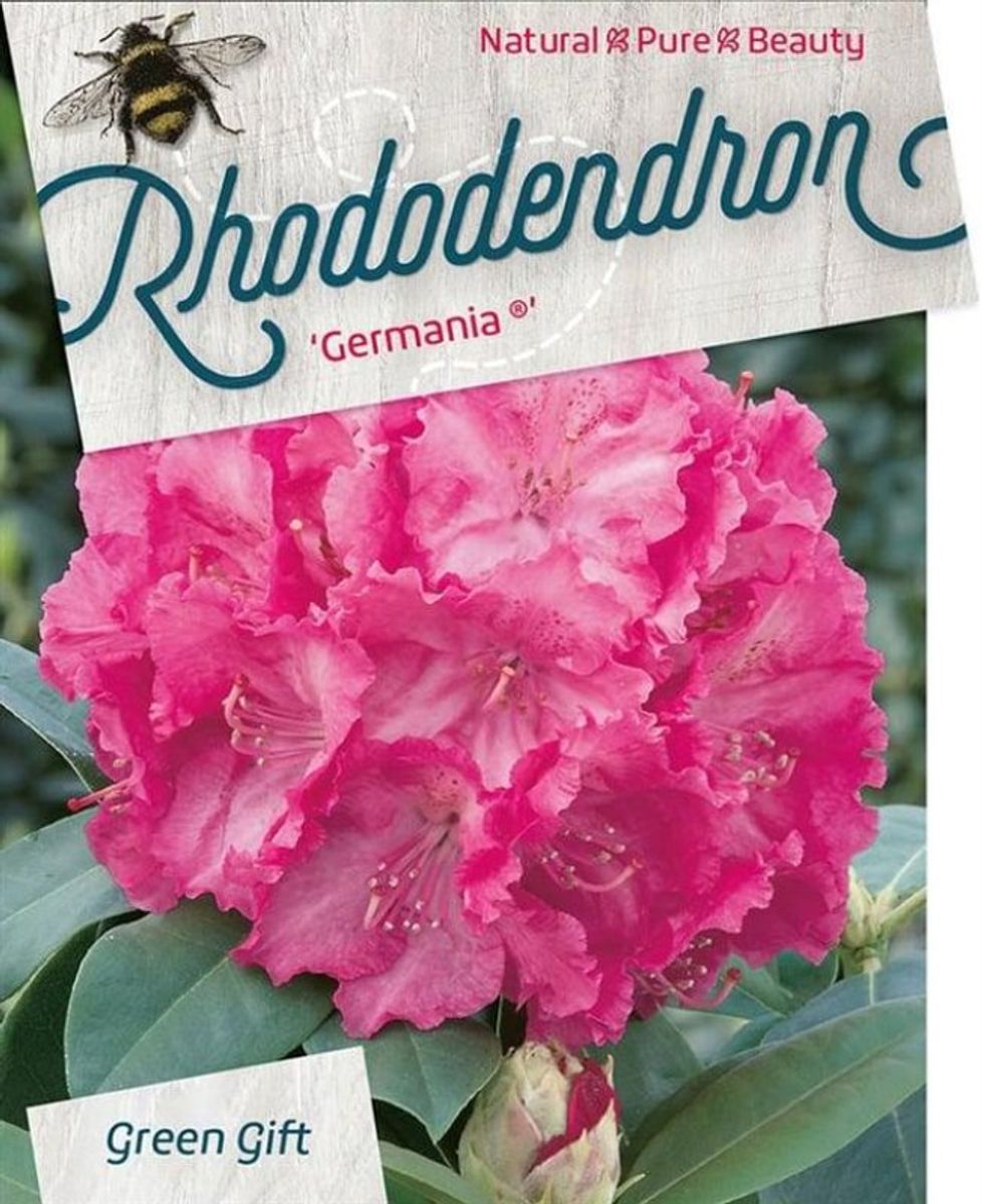 Rhododendron 'Germania' — Plant Wholesale FlorAccess